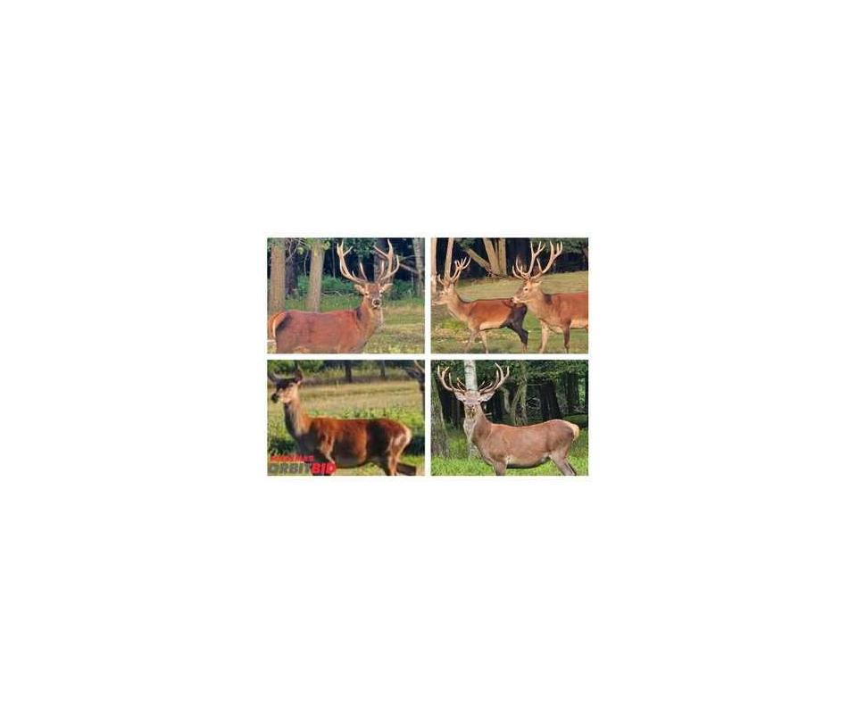Elk/Stag Hybrid Hunts with Saganing River Hunt Club (Standish, Michigan)